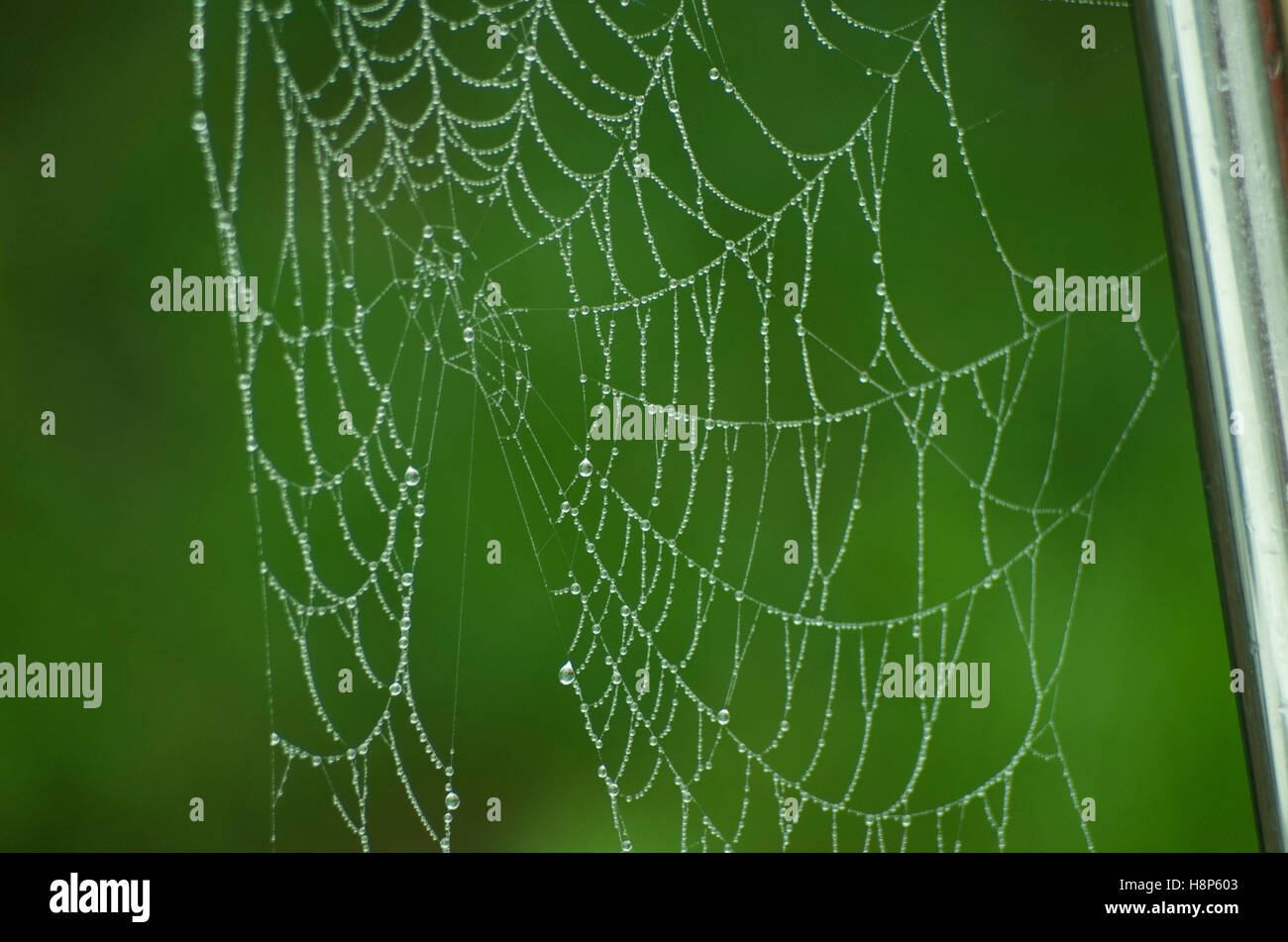 Spider Habitat High Resolution Stock Photography and Images - Alamy