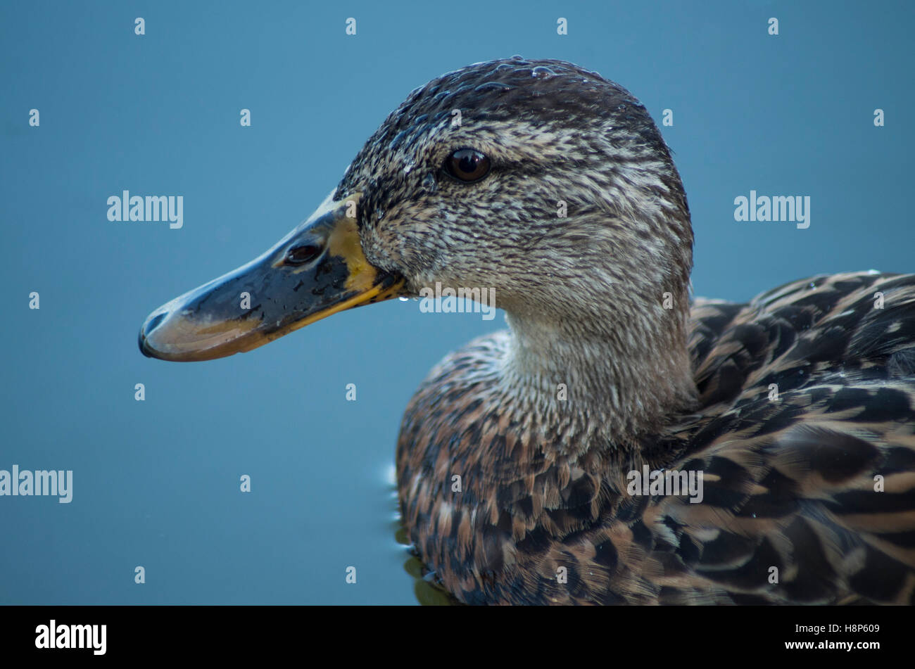 Duck in natural habitat hi-res stock photography and images - Alamy
