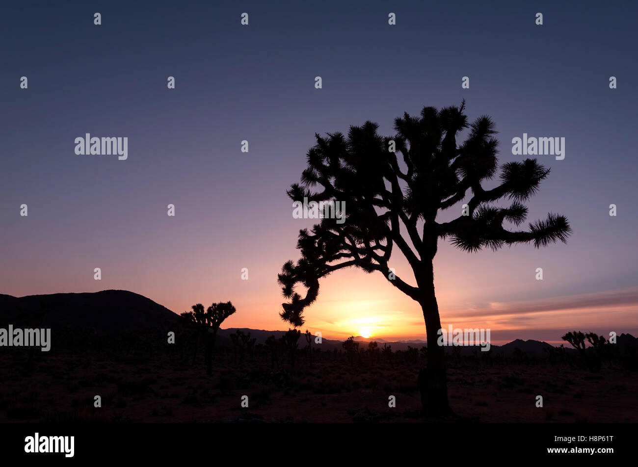 Silhouette of Joshua Trees during sunset. Joshua Tree National Park ...