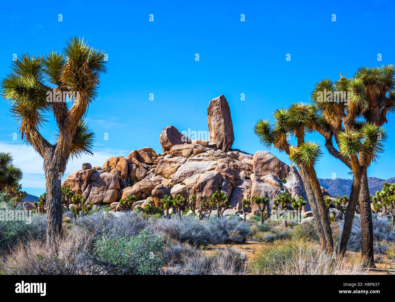 rock formations, joshua trees, desert. Joshua Tree National Park ...