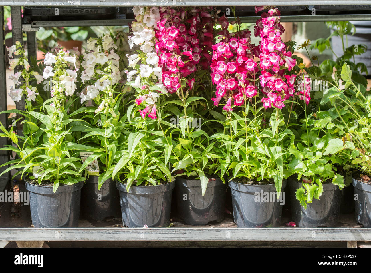 Potted flowers hi-res stock photography and images - Alamy