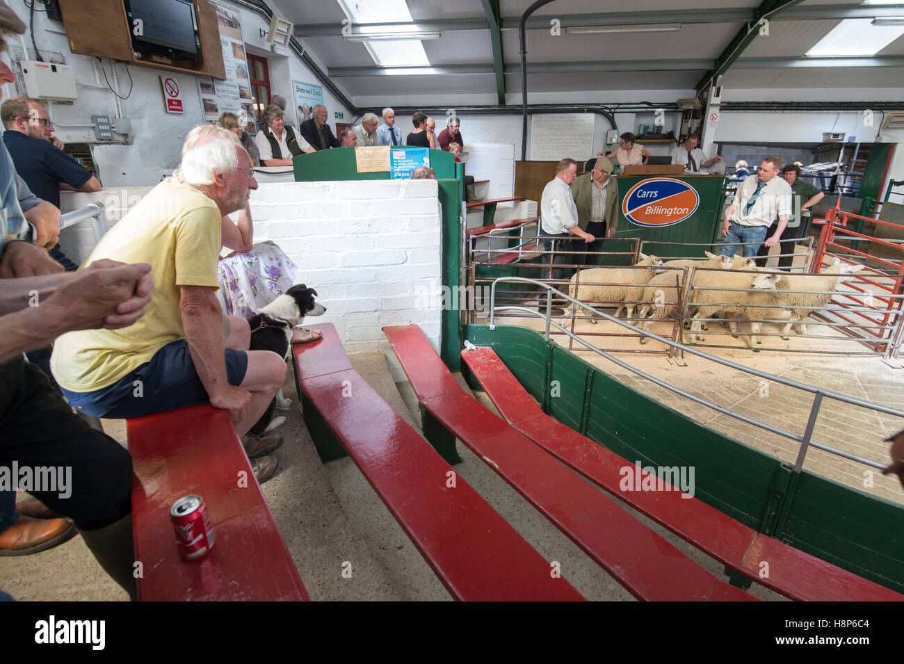UK, England , Yorkshire - Hawes livestock Auction Stock Photo - Alamy