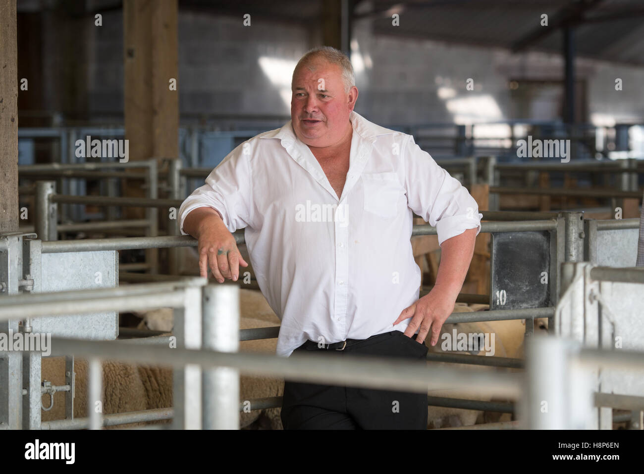 Livestock auction hi-res stock photography and images - Alamy