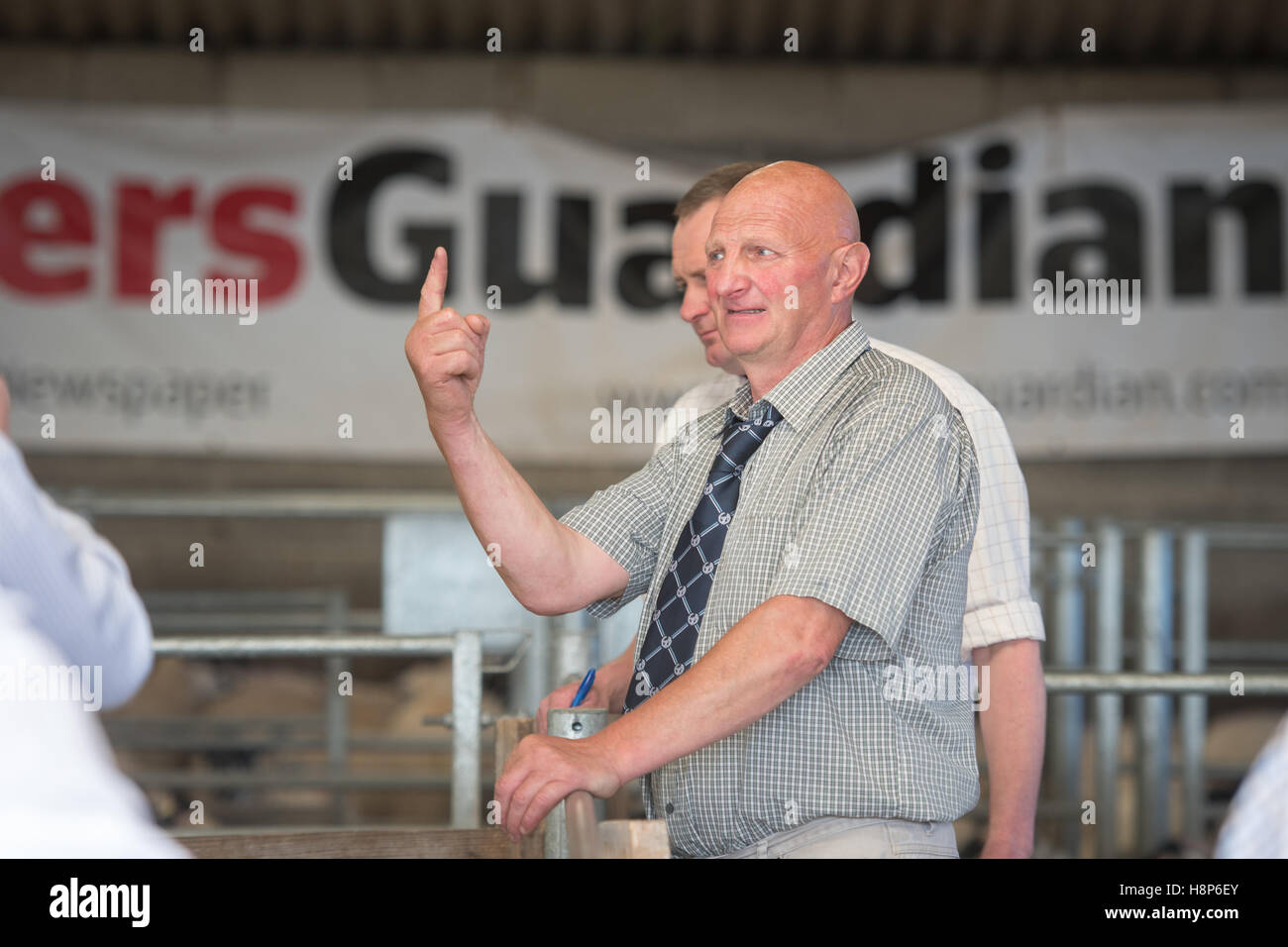UK, England , Yorkshire - Hawes livestock Auction Stock Photo - Alamy