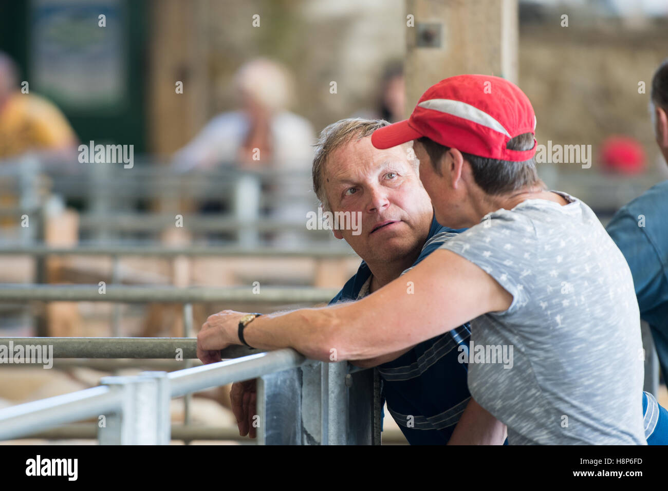 UK, England , Yorkshire - Hawes livestock Auction Stock Photo - Alamy