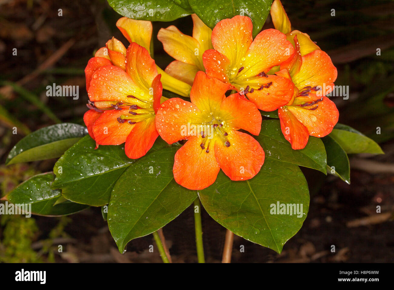Large cluster of spectacular vivid orange & yellow flowers & green ...