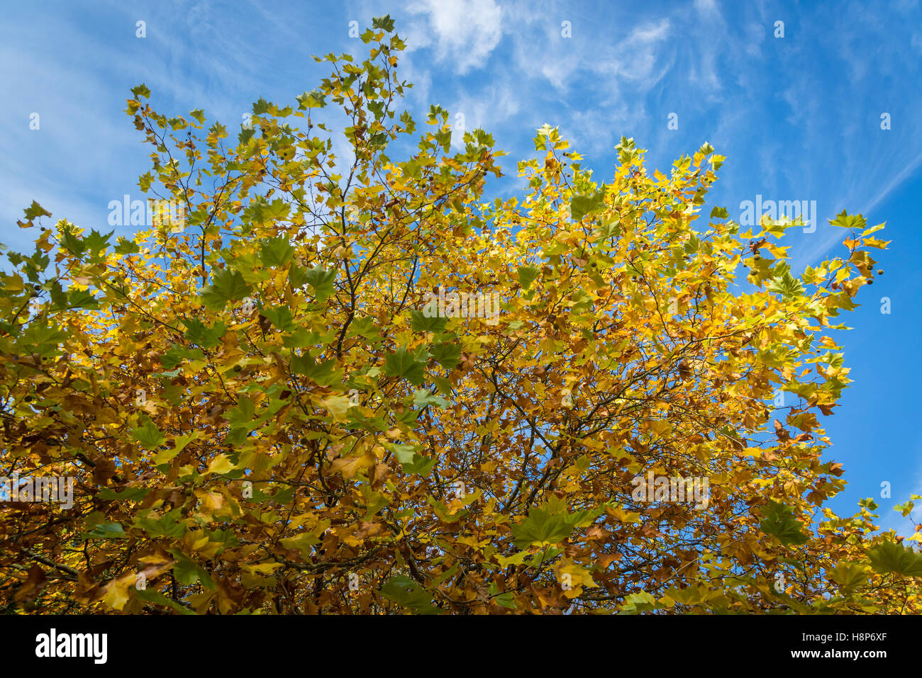 Box tree box hill hi-res stock photography and images - Alamy