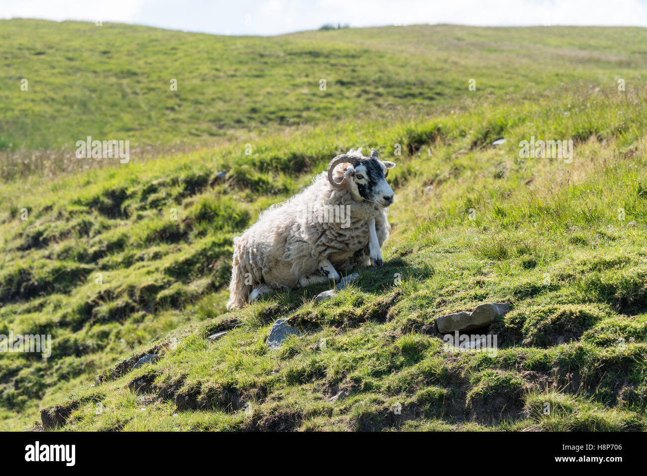 Swaledale sheep resting in the English countryside Stock Photo - Alamy