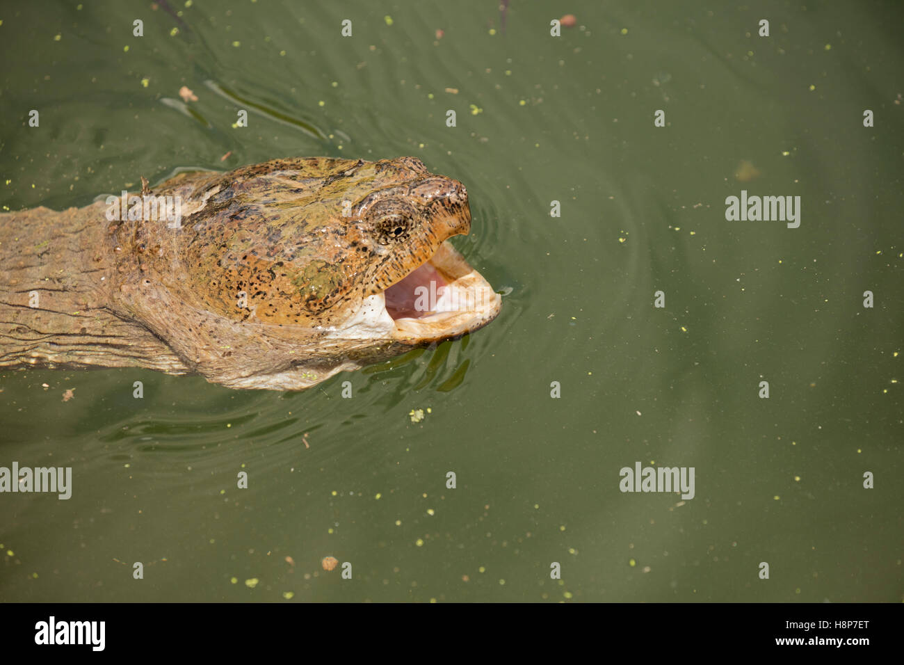 Snapping turtle mouth open hi-res stock photography and images - Alamy