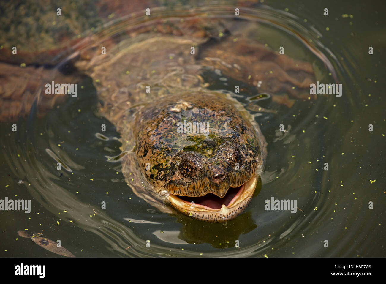 Snapping turtle mouth open hi-res stock photography and images - Alamy