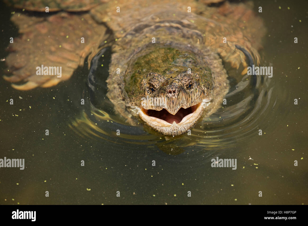 Snapping turtle behaviour hi-res stock photography and images - Alamy