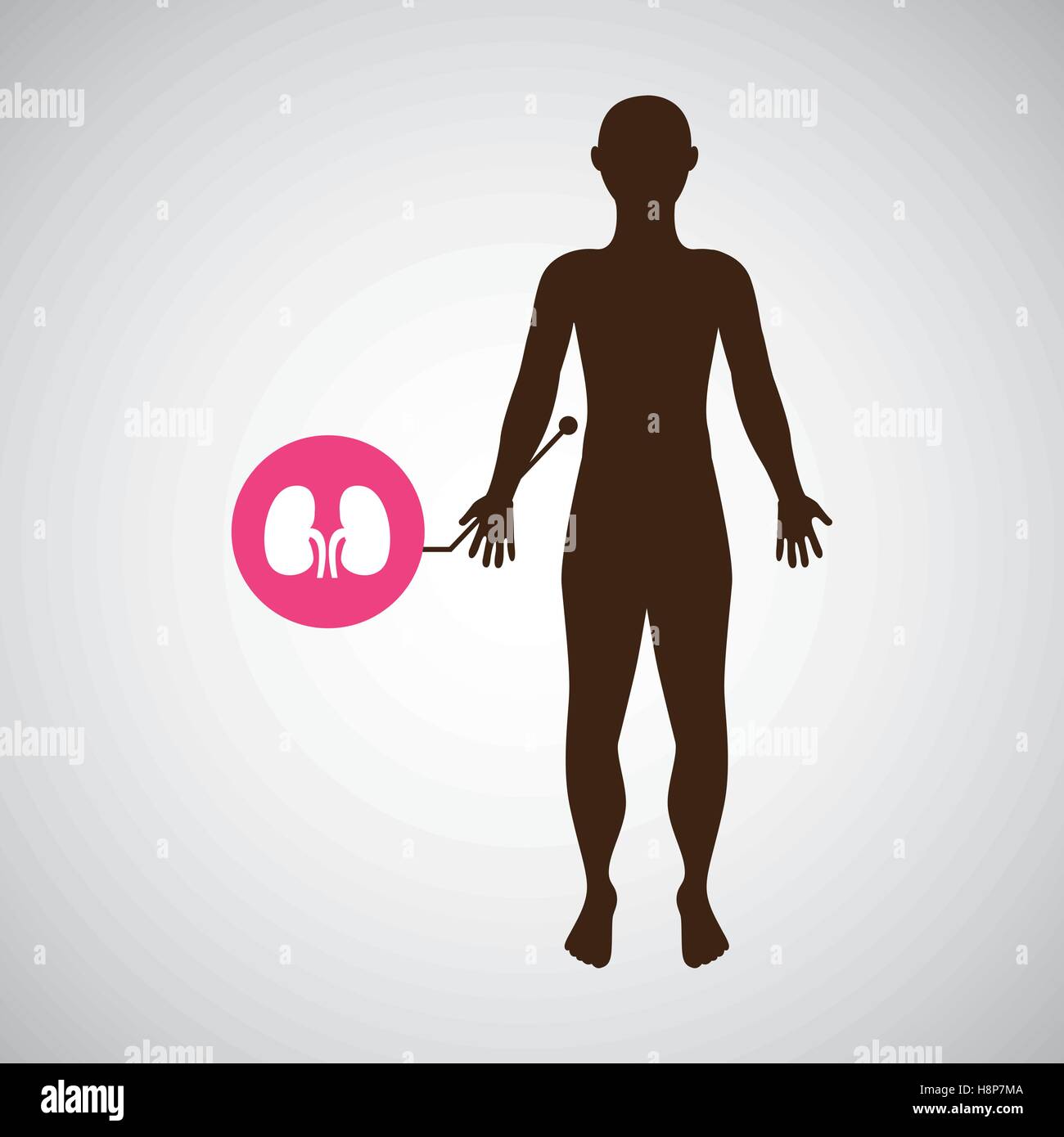 silhouette man kidneys anatomy body vector illustration eps 10 Stock ...