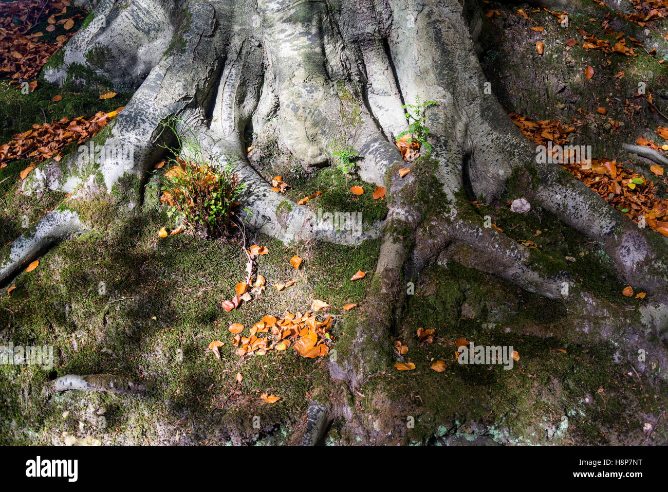 Box tree box hill hi-res stock photography and images - Alamy