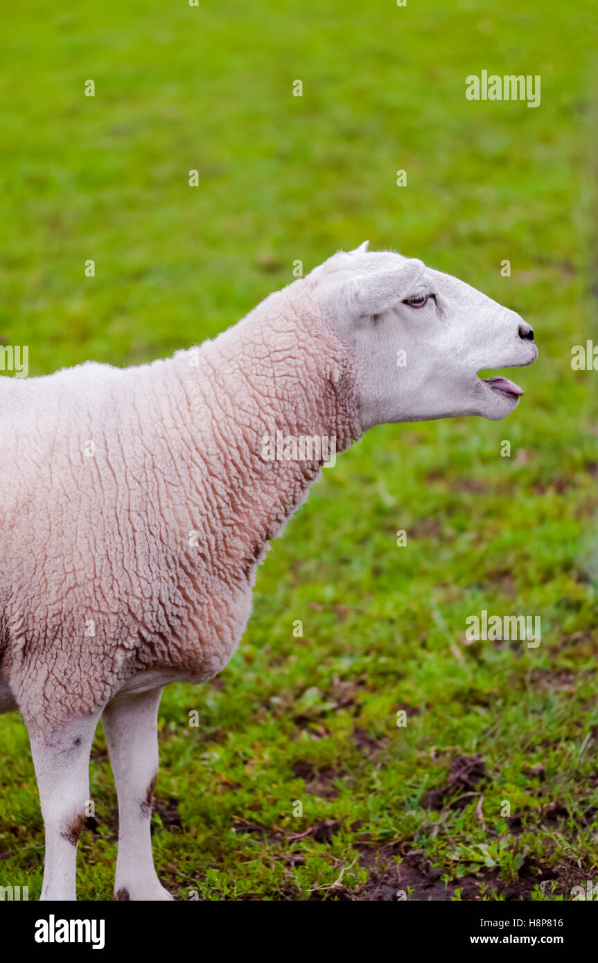 Animal mouth open sheep hi-res stock photography and images - Alamy