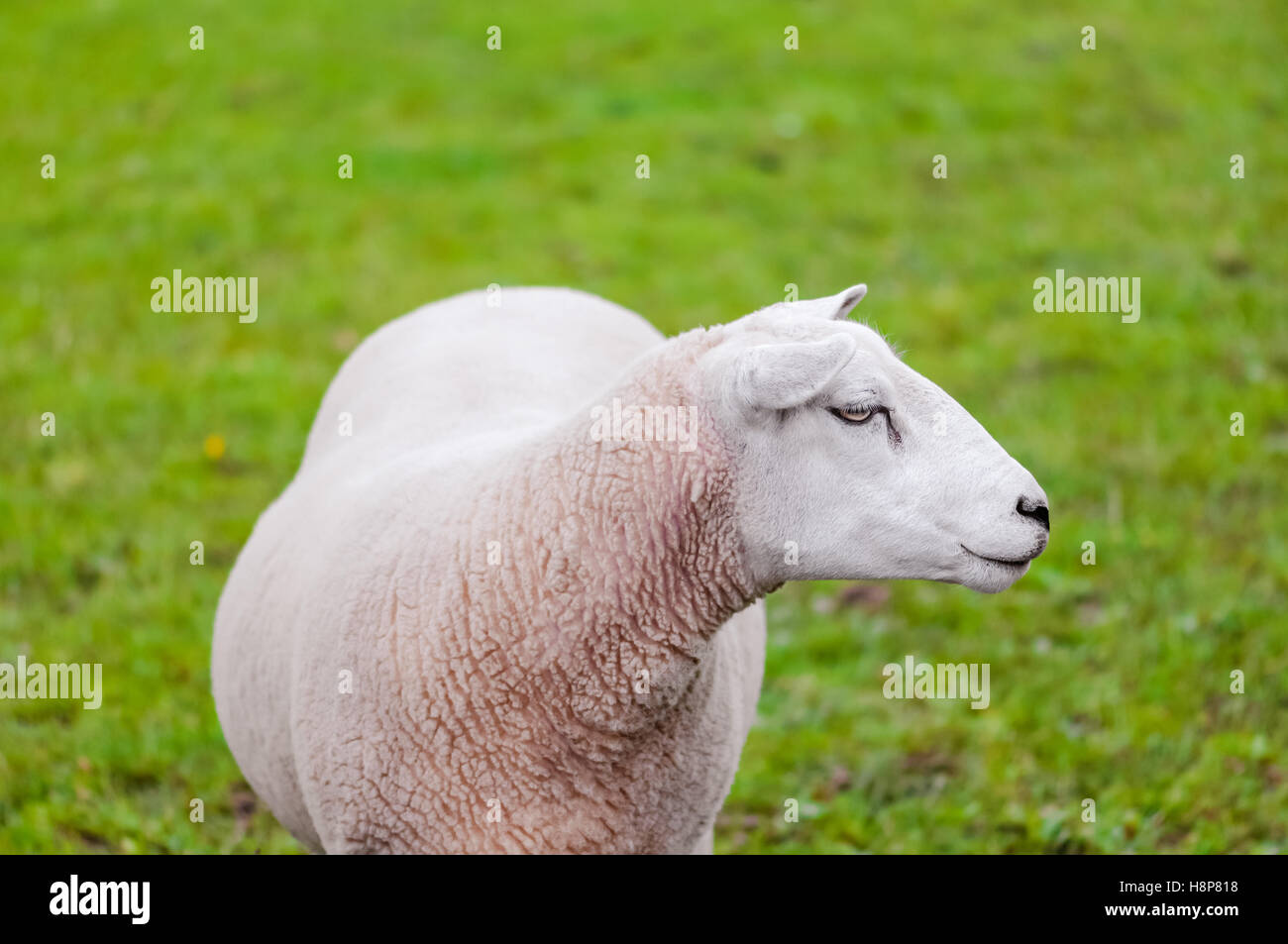 Sheep lamb in green organic grass pastures Stock Photo - Alamy