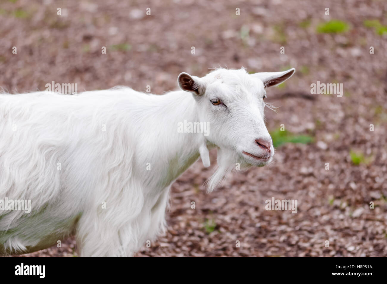 Farm animal goat hi-res stock photography and images - Alamy