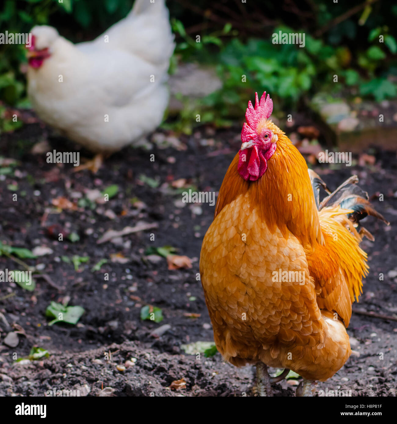 Free range organic rooster and chicken poultry outdoors in natural ...