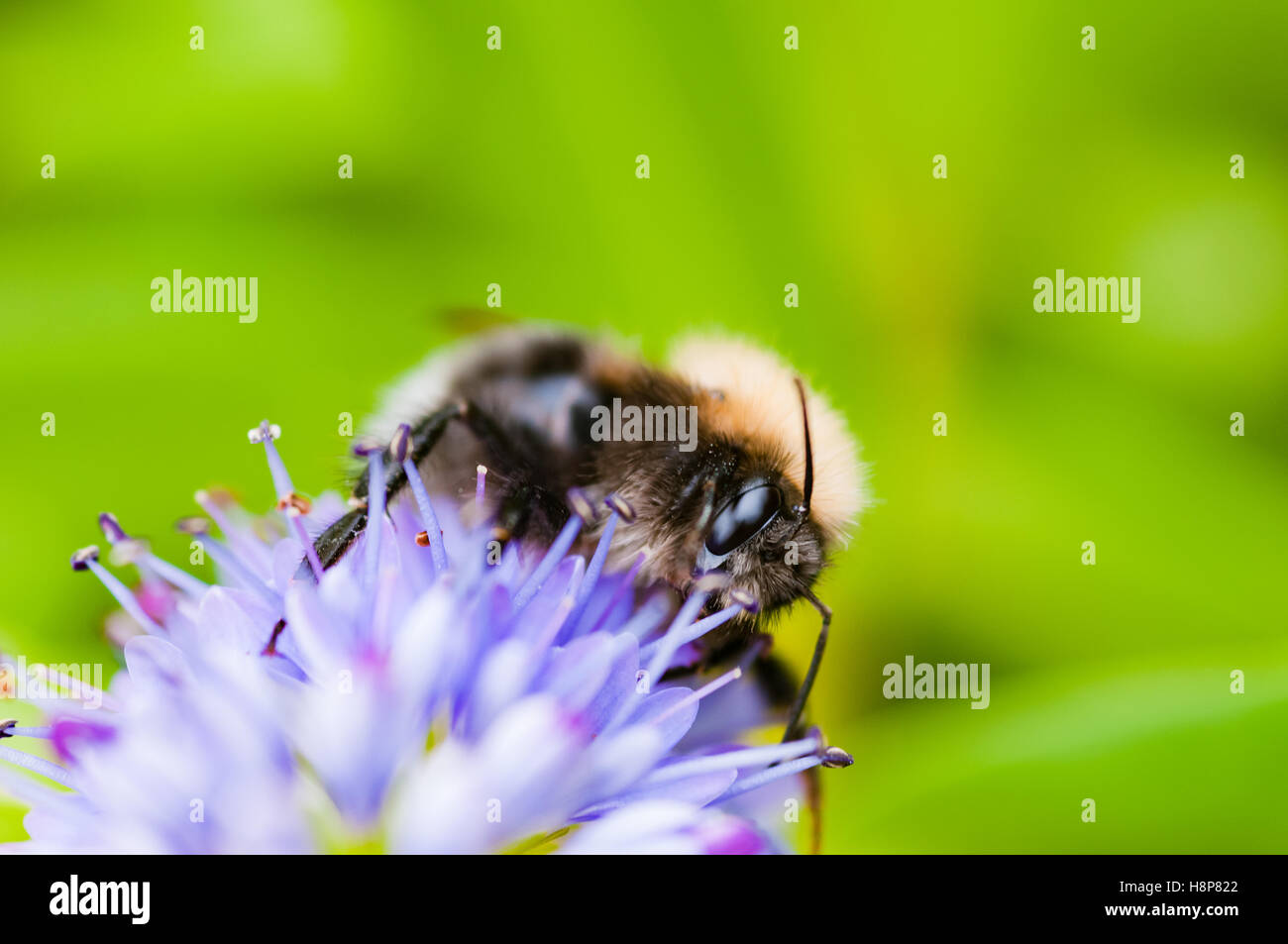 Bumblebee visiting flowers and collecting pollen close up pollination ...