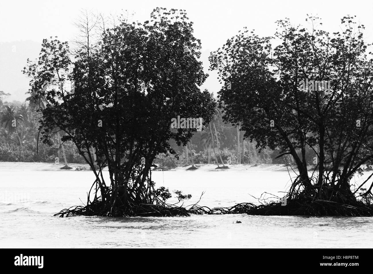 Two trees at Macaronis Stock Photo - Alamy