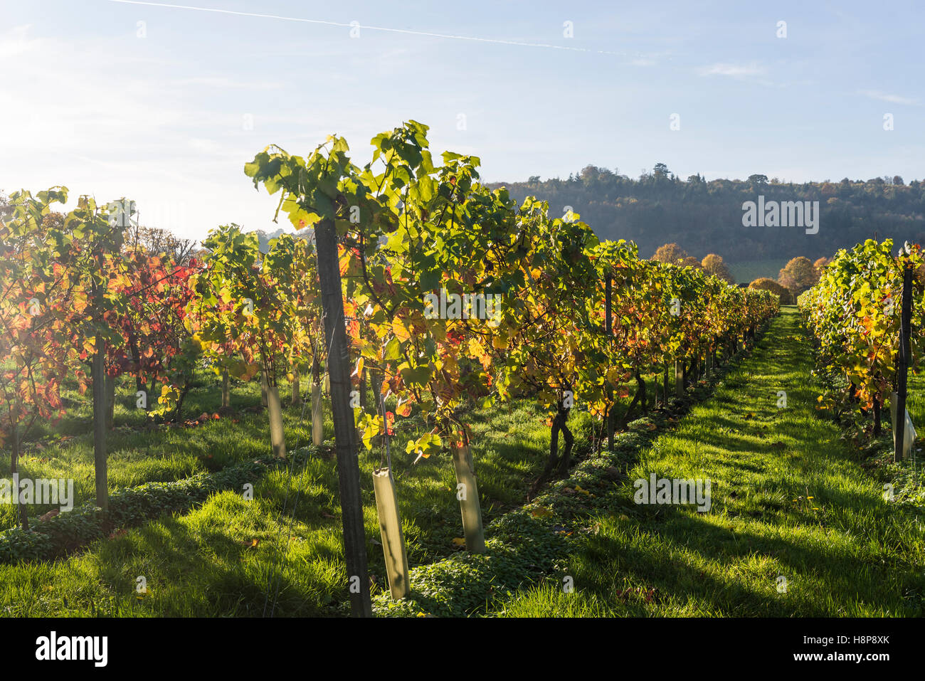 Denbies hi-res stock photography and images - Alamy