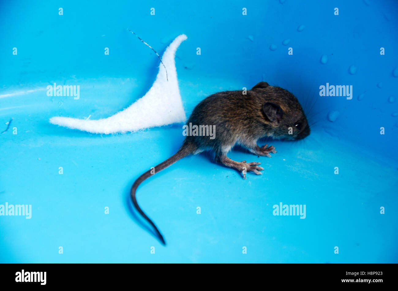 Baby rat hi-res stock photography and images - Alamy