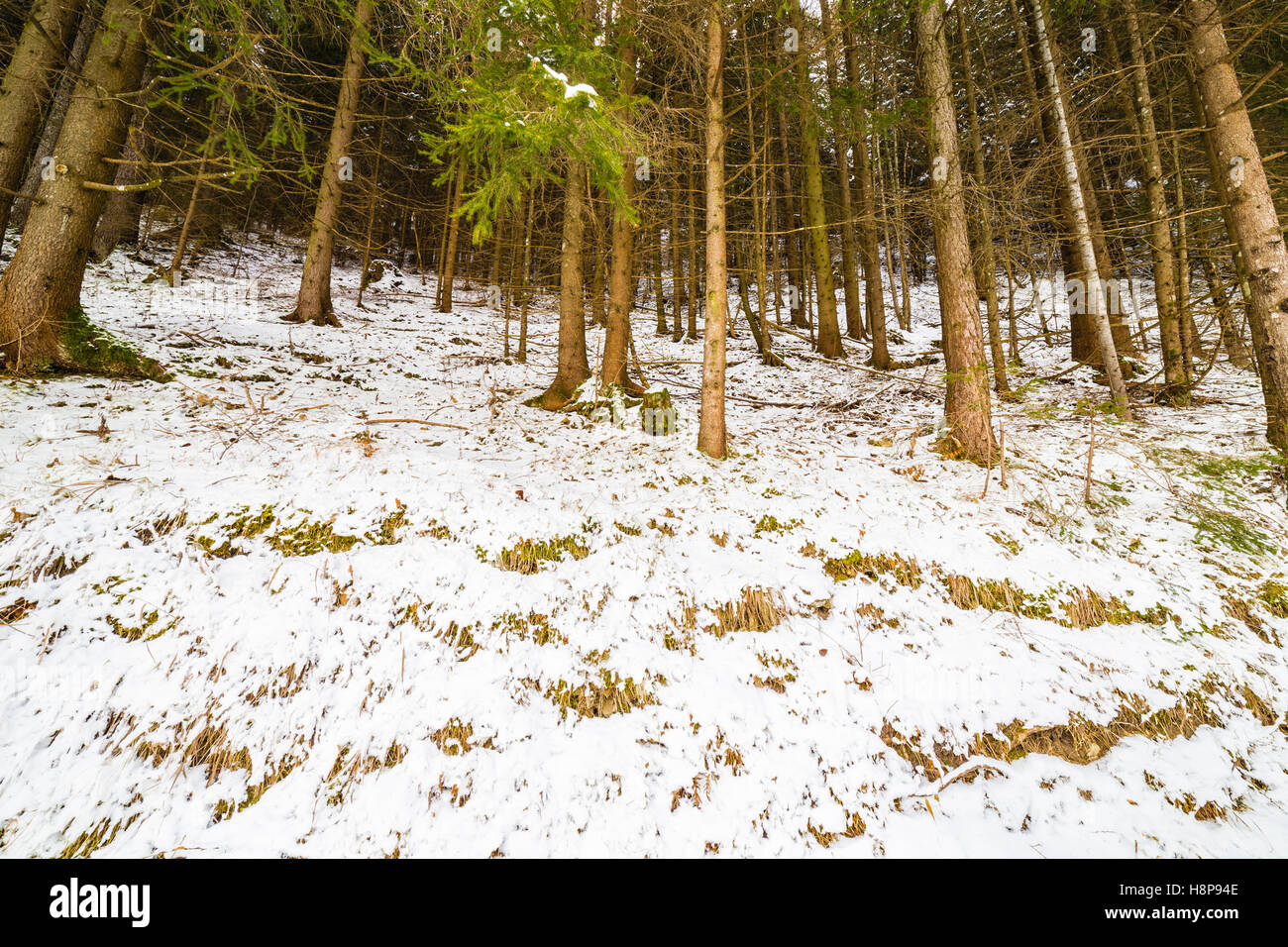 Snowy forest on the Alps Stock Photo - Alamy