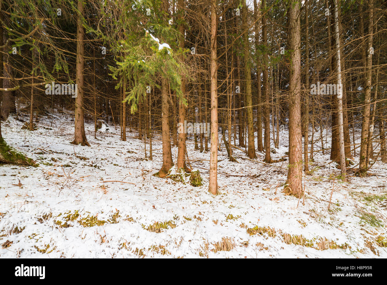 Snowy forest on the Alps Stock Photo - Alamy