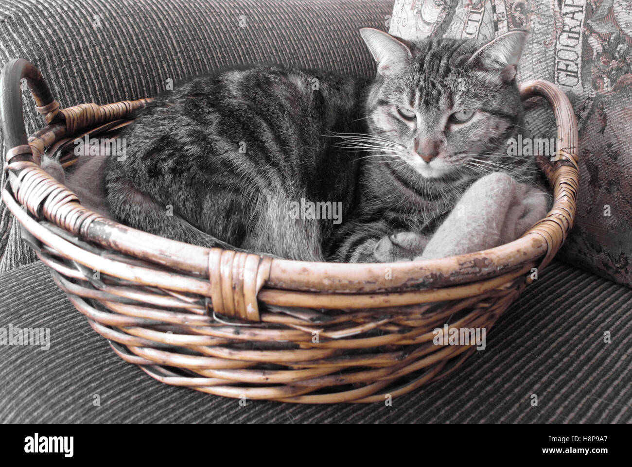 Basket cat hi-res stock photography and images - Alamy