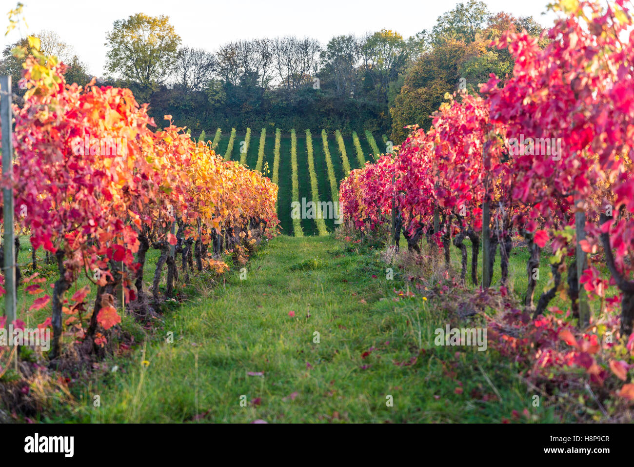 Denbies vineyard, Dorking, Surrey, England, UK Stock Photo - Alamy