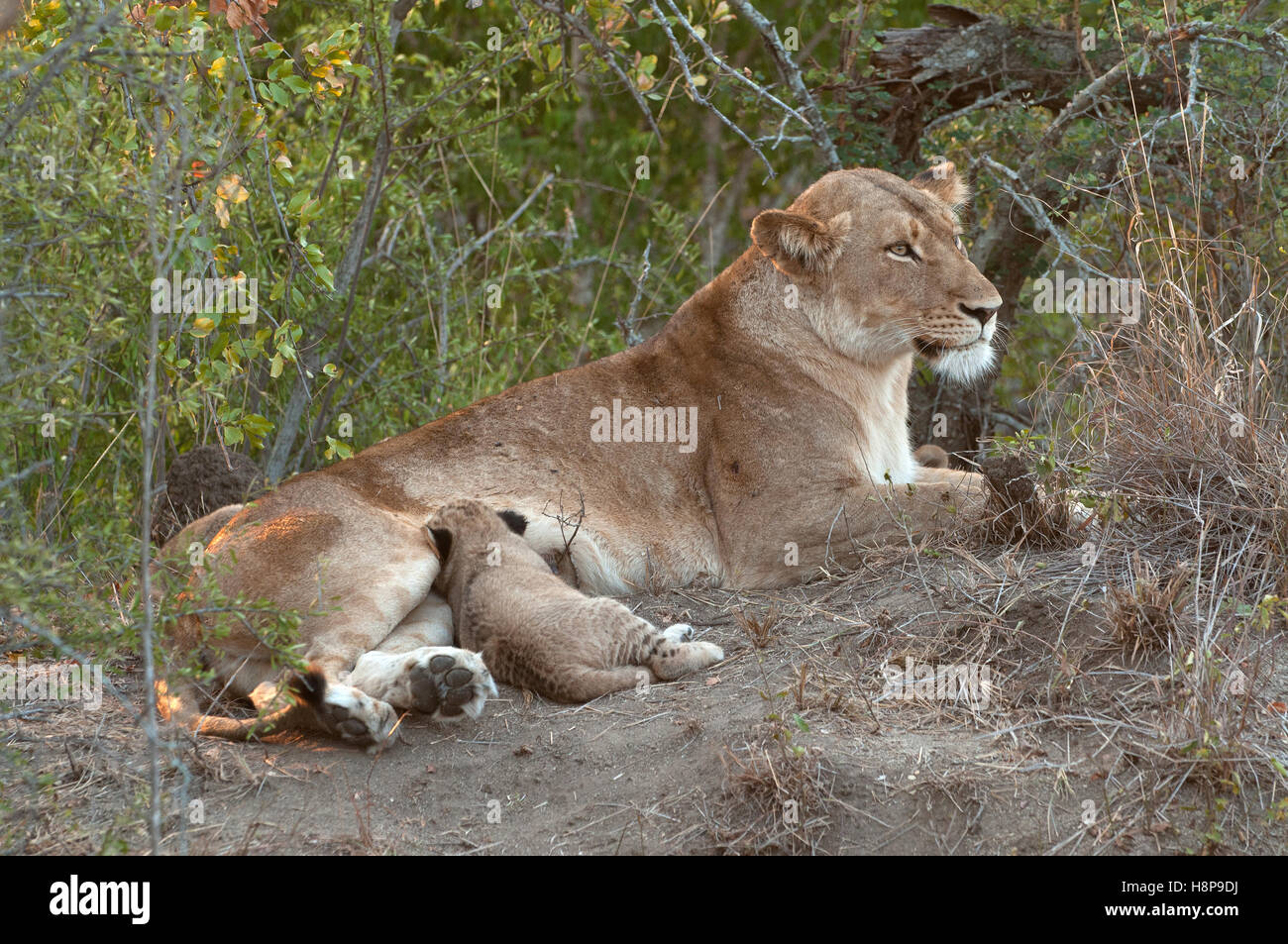 Lioness suckling a single cub Stock Photo - Alamy