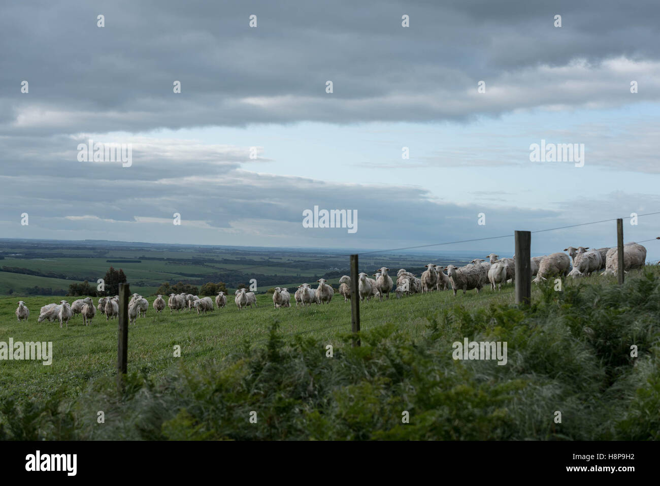 Sheep in a paddock hi-res stock photography and images - Alamy