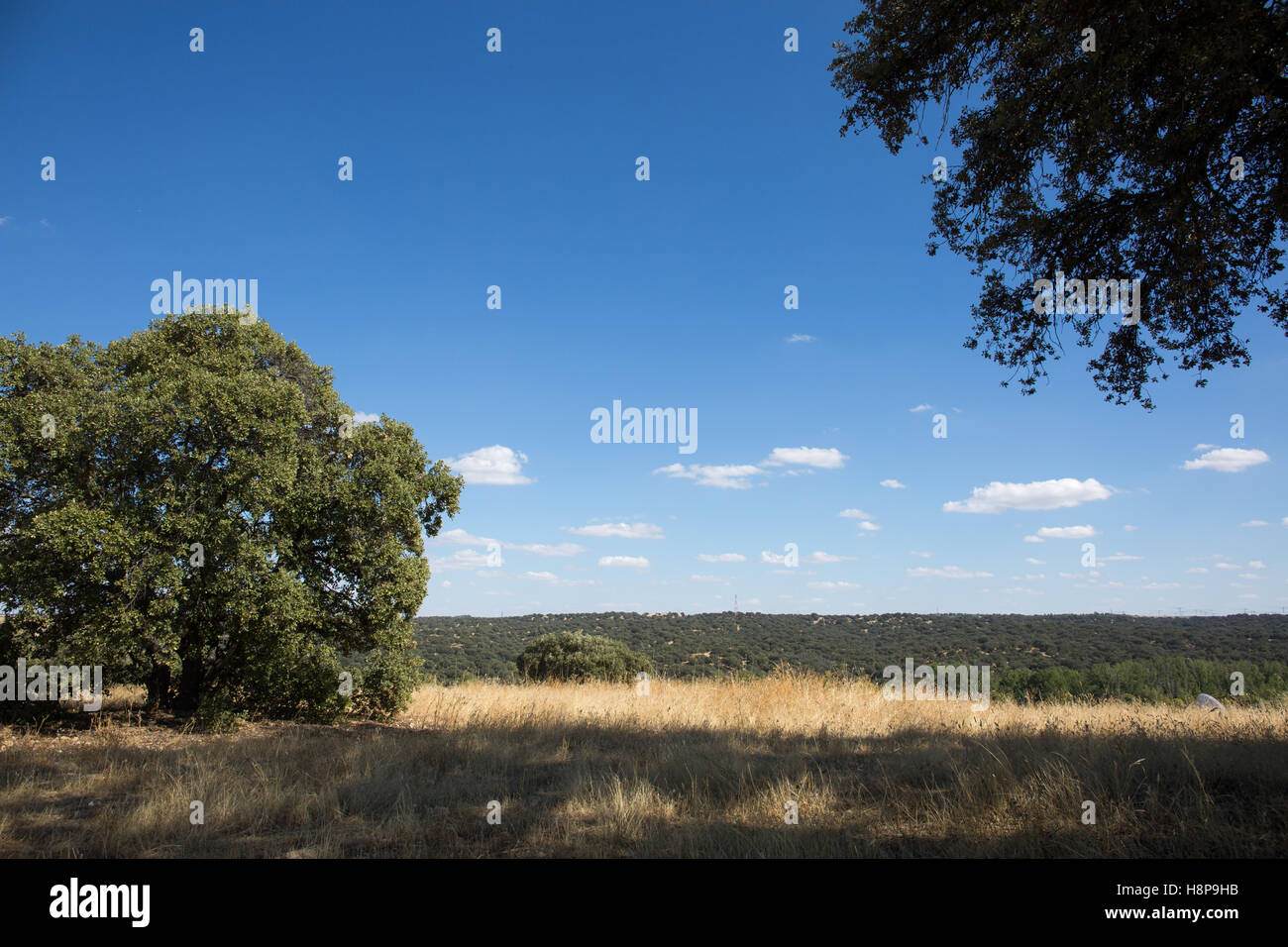 landscape of a blue sky with trees Stock Photo - Alamy