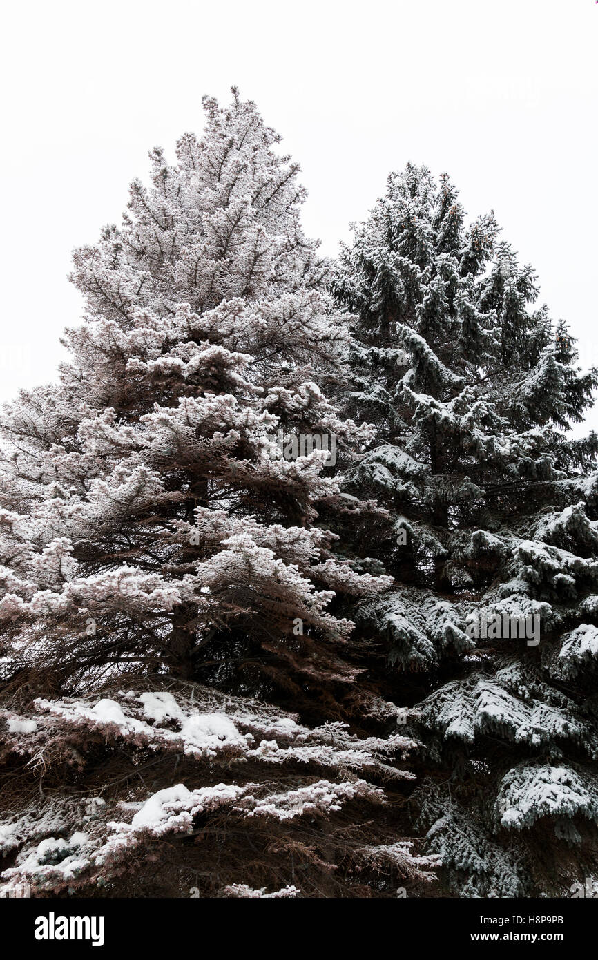 Tall trees thick snow in hi-res stock photography and images - Alamy