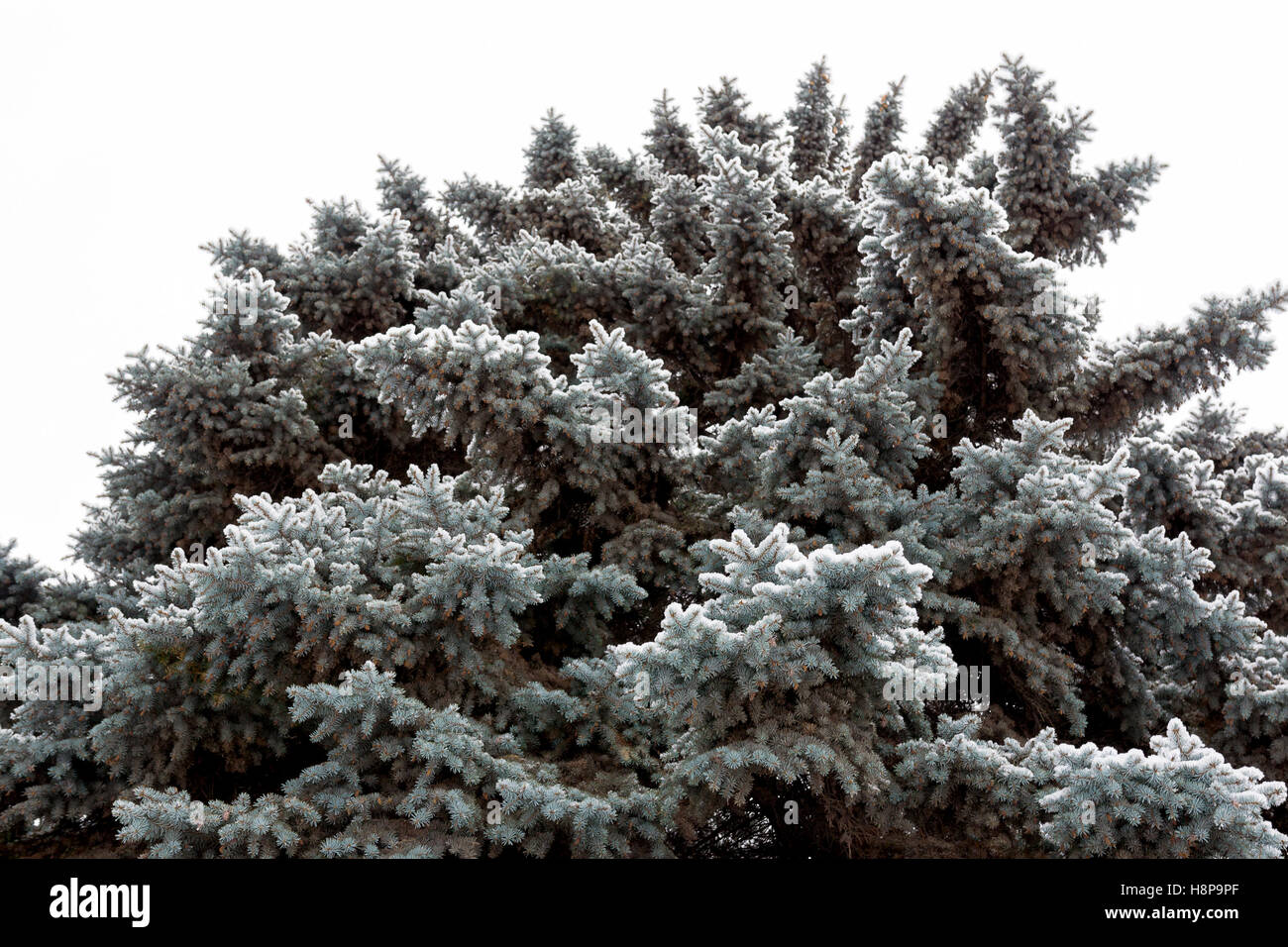 Spruce branches covered with snow and hoarfrost hi-res stock ...