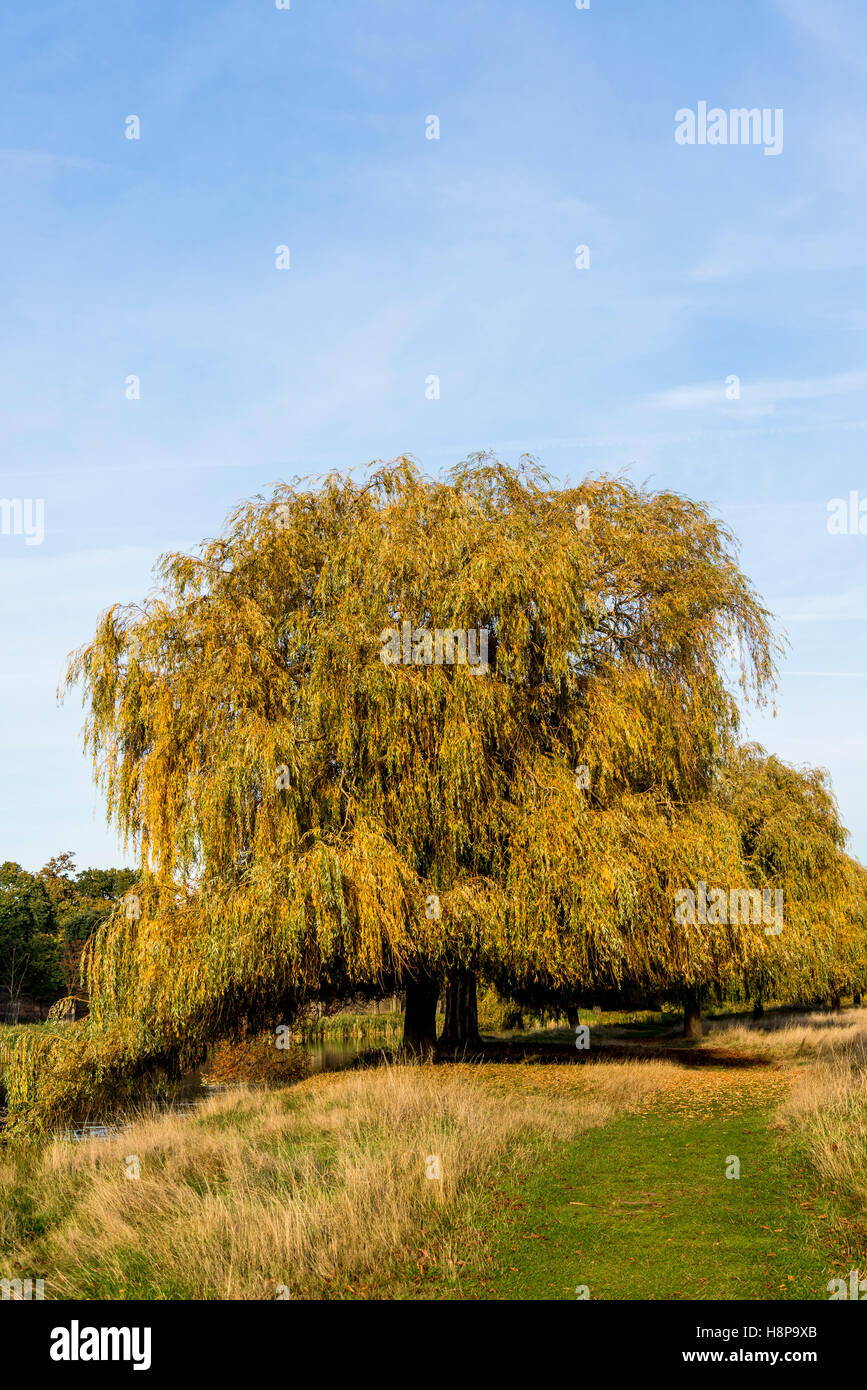 Weeping willow tree in autumn at Hampton Wick pond in Home Park, Surrey ...