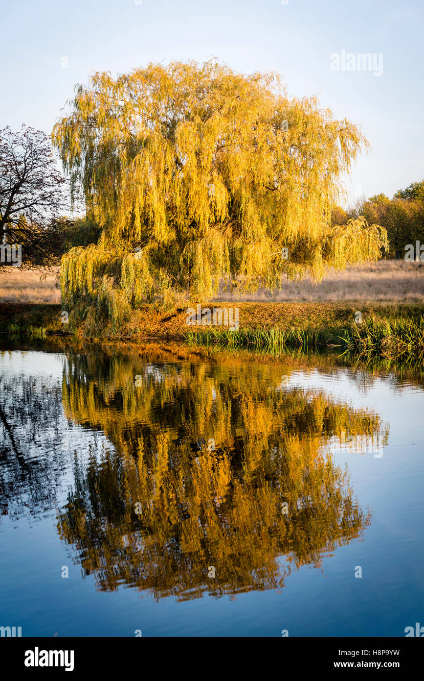 Weeping willow in autumn hi-res stock photography and images - Alamy