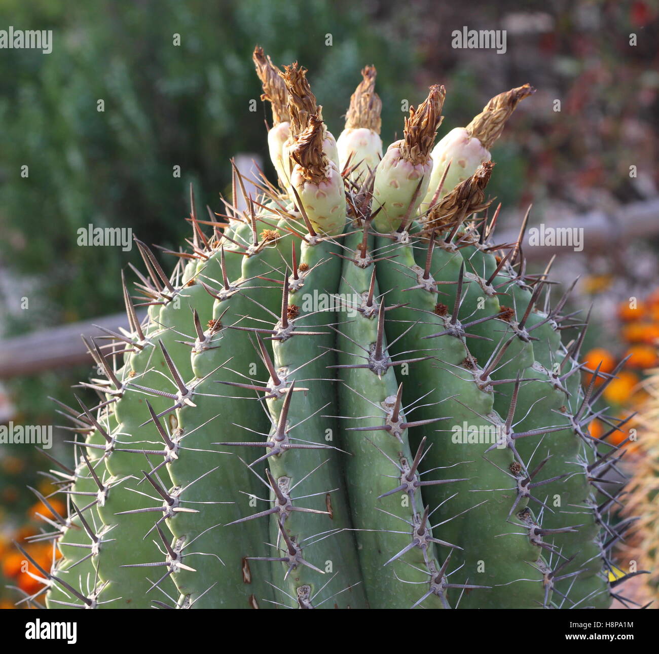 Cactus bite hi-res stock photography and images - Alamy