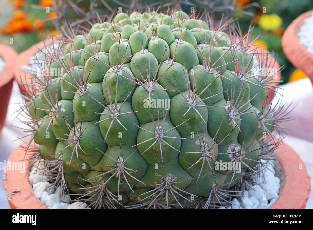 Cactus bite hi-res stock photography and images - Alamy