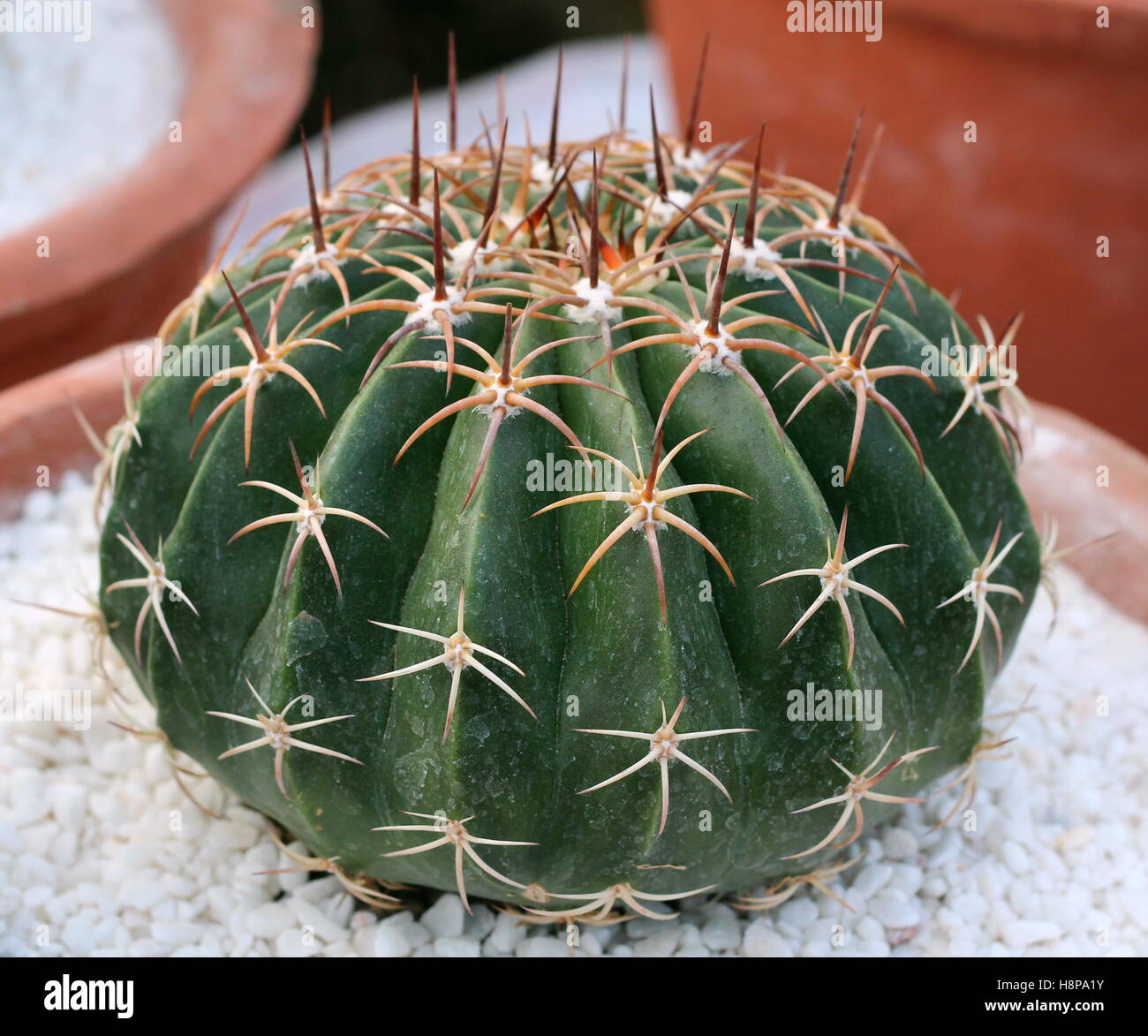 Cactus bite hi-res stock photography and images - Alamy