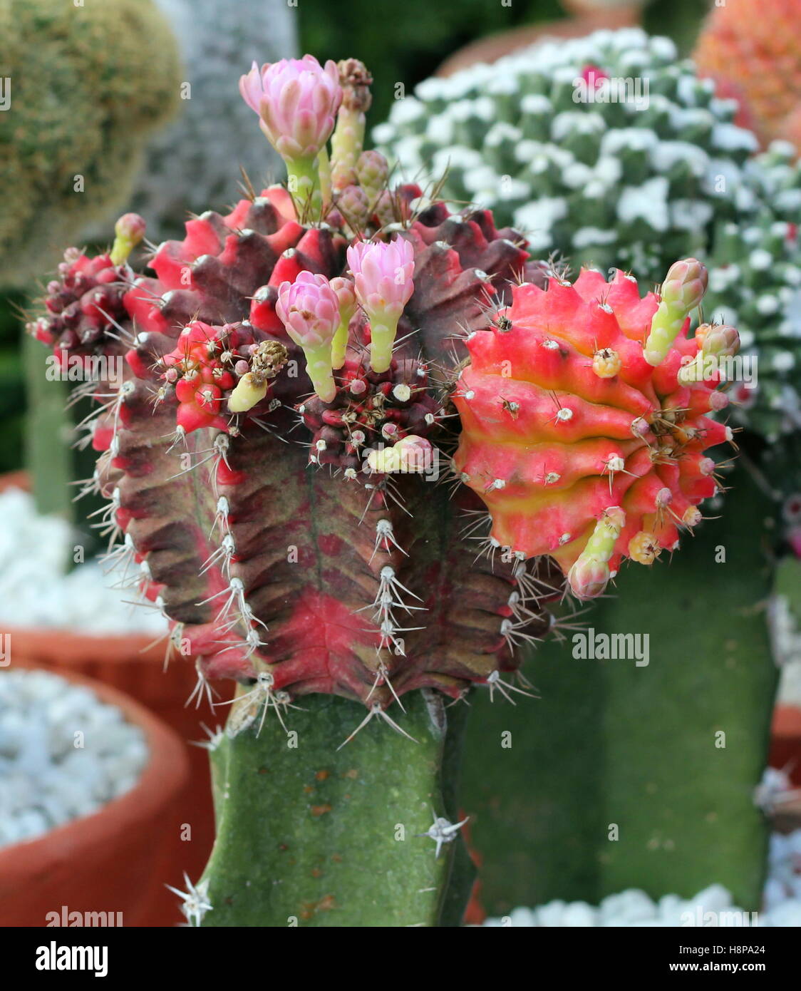 Cactus bite hi-res stock photography and images - Alamy