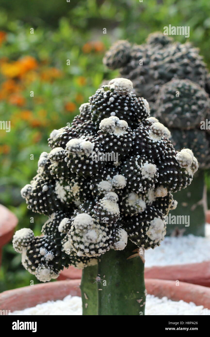 Cactus bite hi-res stock photography and images - Alamy