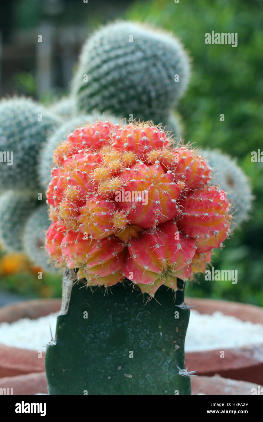 Cactus bite hi-res stock photography and images - Alamy