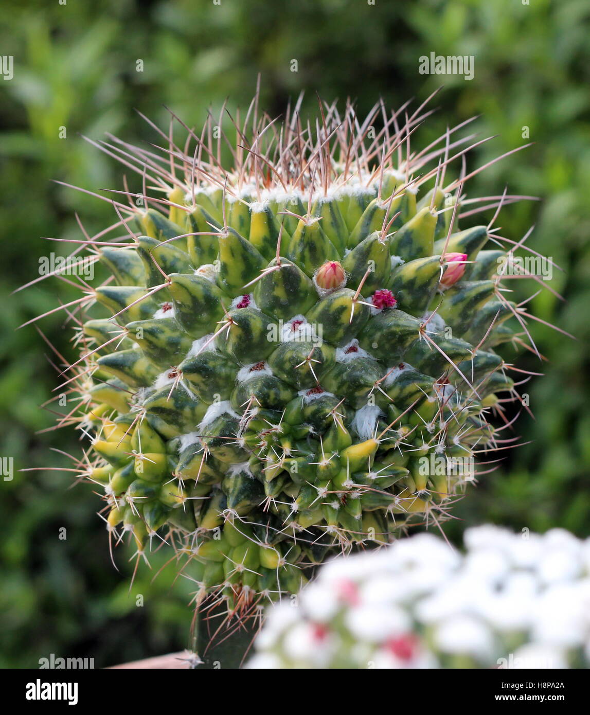 Cactus bite hi-res stock photography and images - Alamy