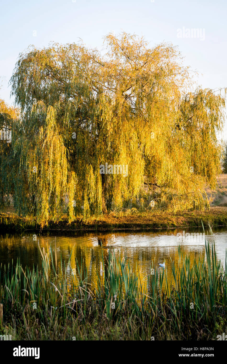 Weeping willow tree in autumn at Hampton Wick pond in Home Park, Surrey ...