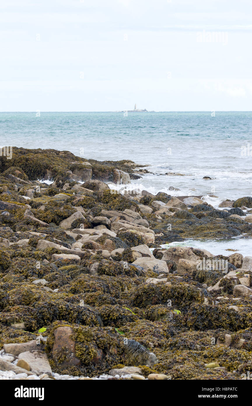 Seaweed covered rocks on the beach Stock Photo - Alamy