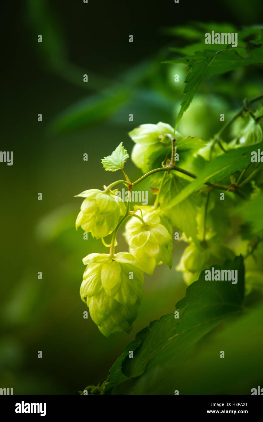 Hops stem to stem hi-res stock photography and images - Alamy