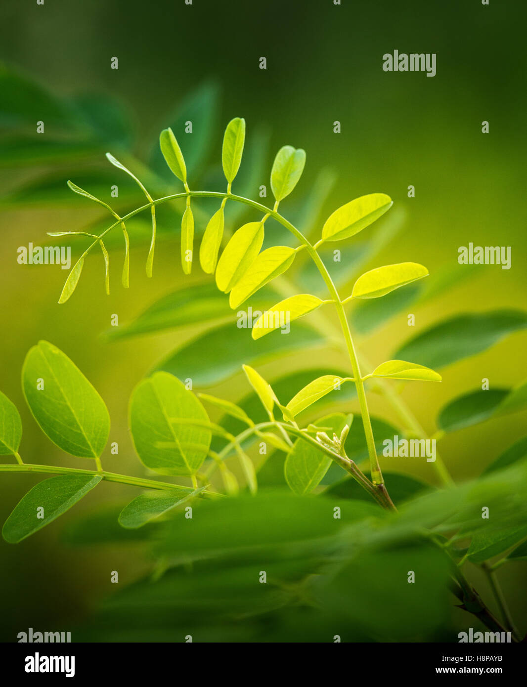 Black locust tree leaf hi-res stock photography and images - Alamy