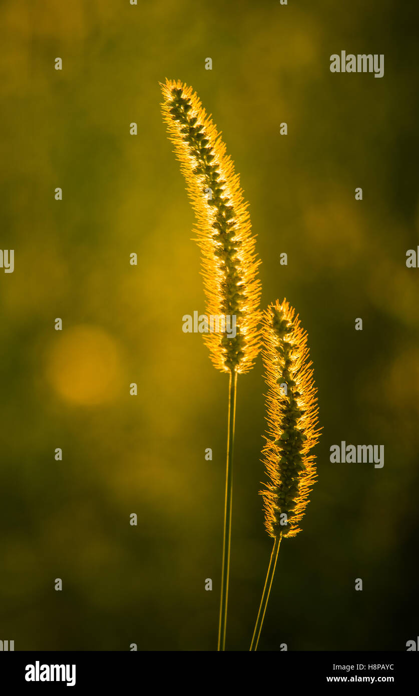 Plume grass hi-res stock photography and images - Alamy