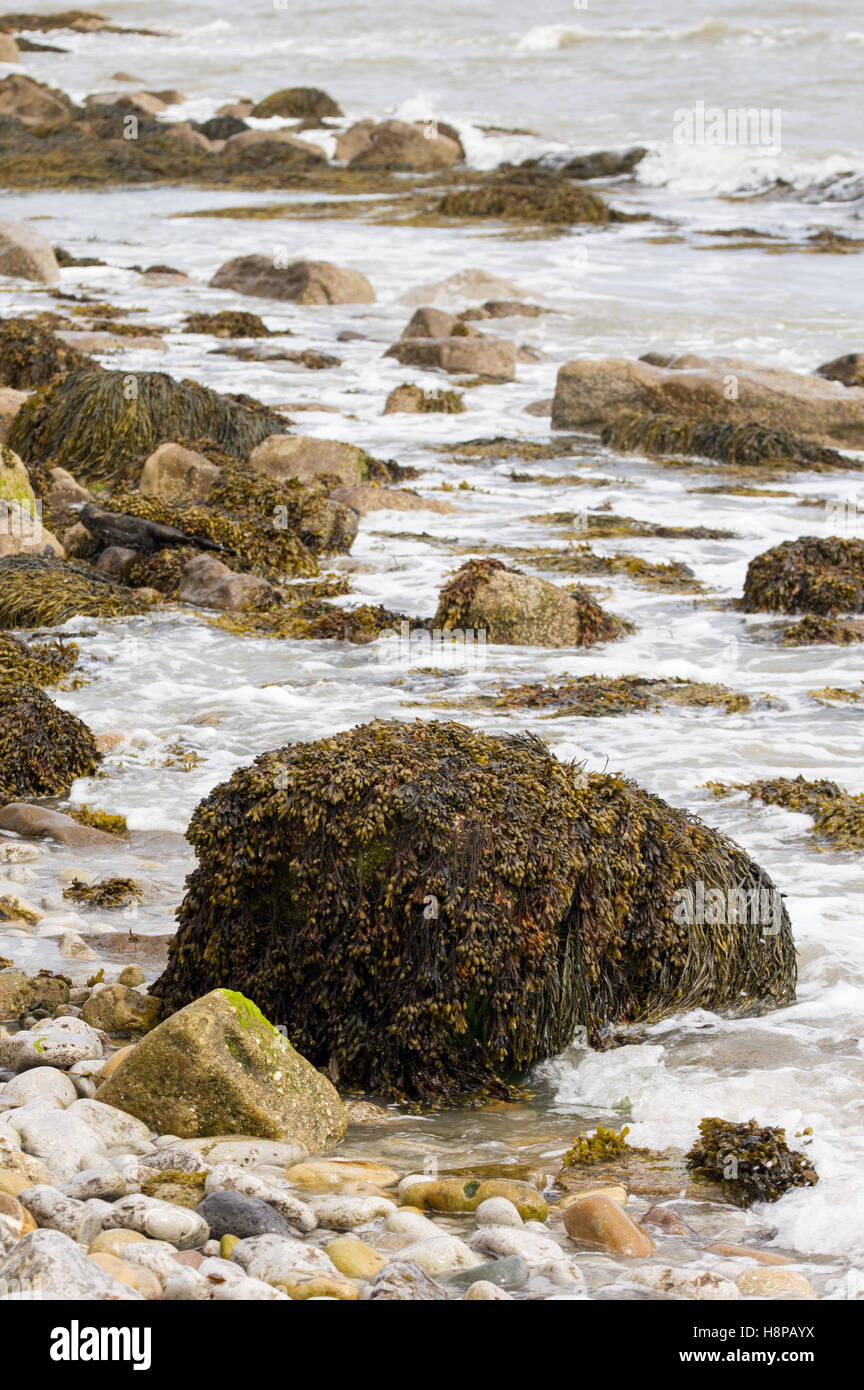 Seaweed covered rocks on the beach Stock Photo - Alamy