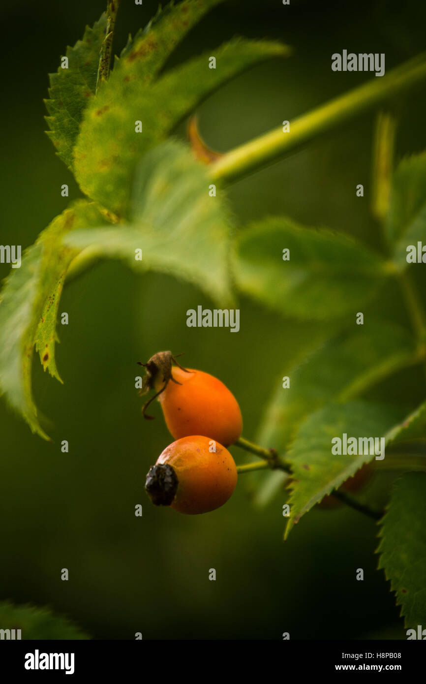Rosehip health fruit seed hi-res stock photography and images - Alamy